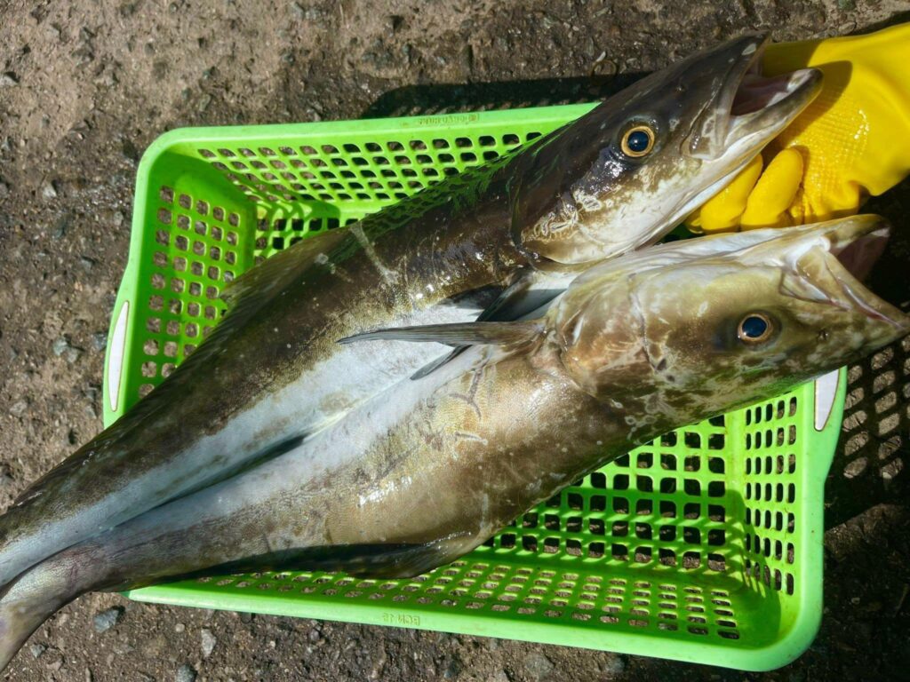 Cá bớp biển nguyên con (2.5-9kg/con) - 369fish