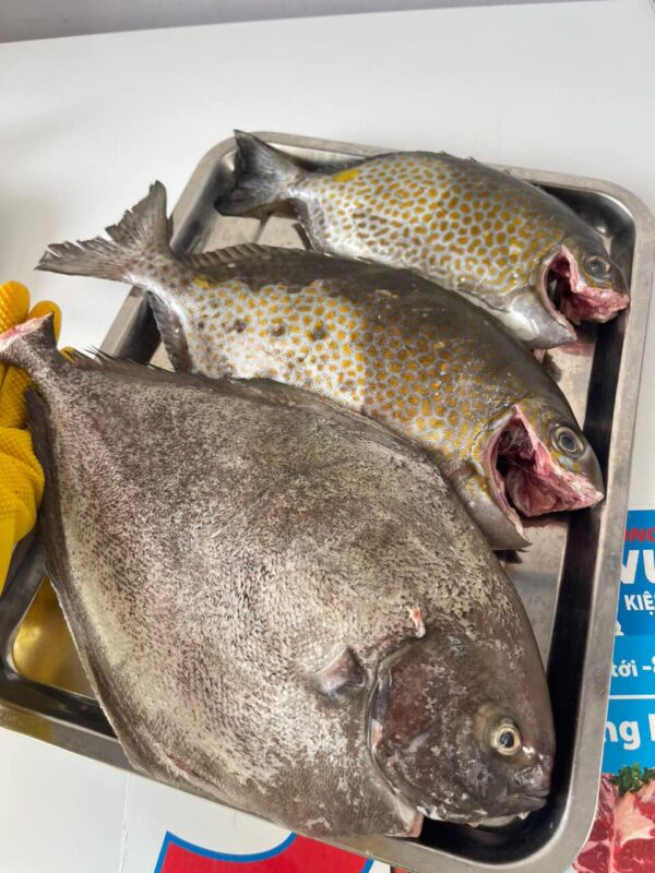 Cá Chim Đen (0.8-3kg/con) - 369fish